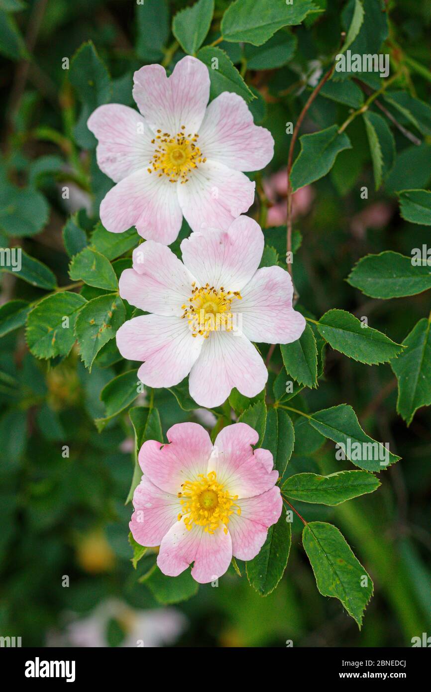 White and yellow spring hi-res stock photography and images - Alamy