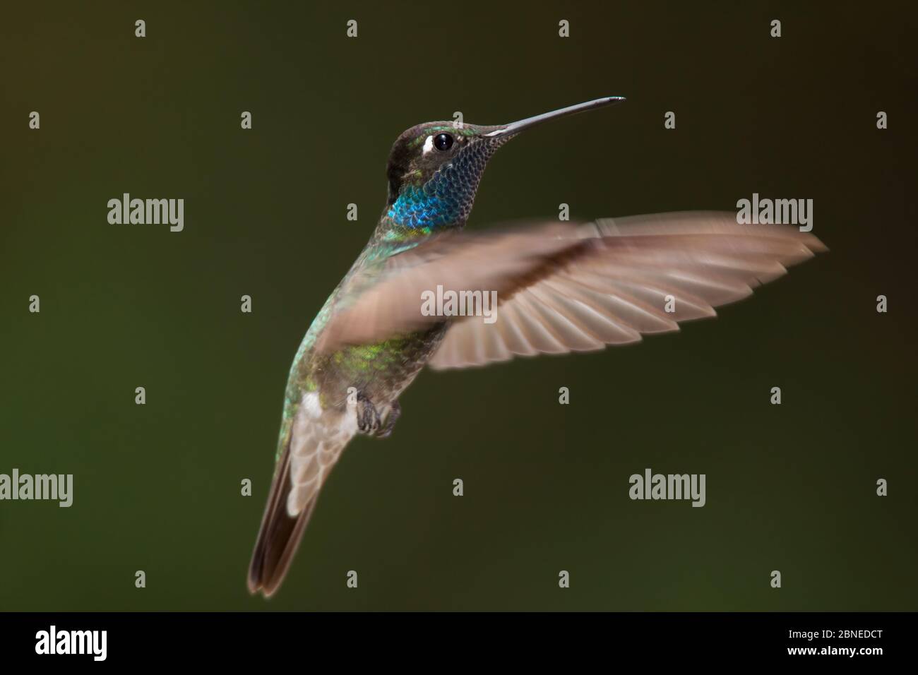 Magnificent hummingbird (Eugenes fulgens) male, flying, Milpa Alta ...