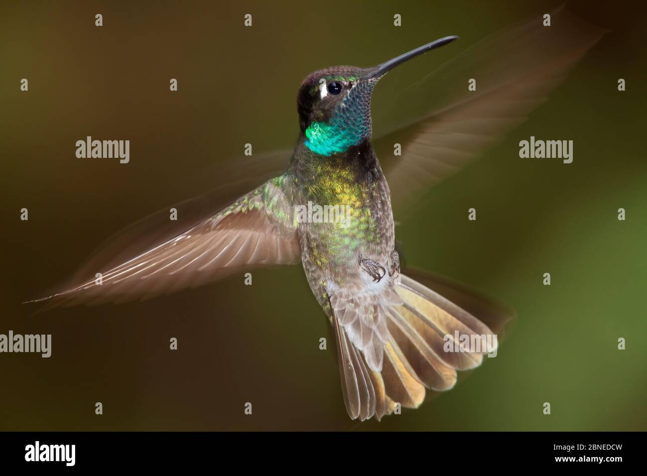 Magnificent hummingbird (Eugenes fulgens) male, flying, Milpa Alta ...