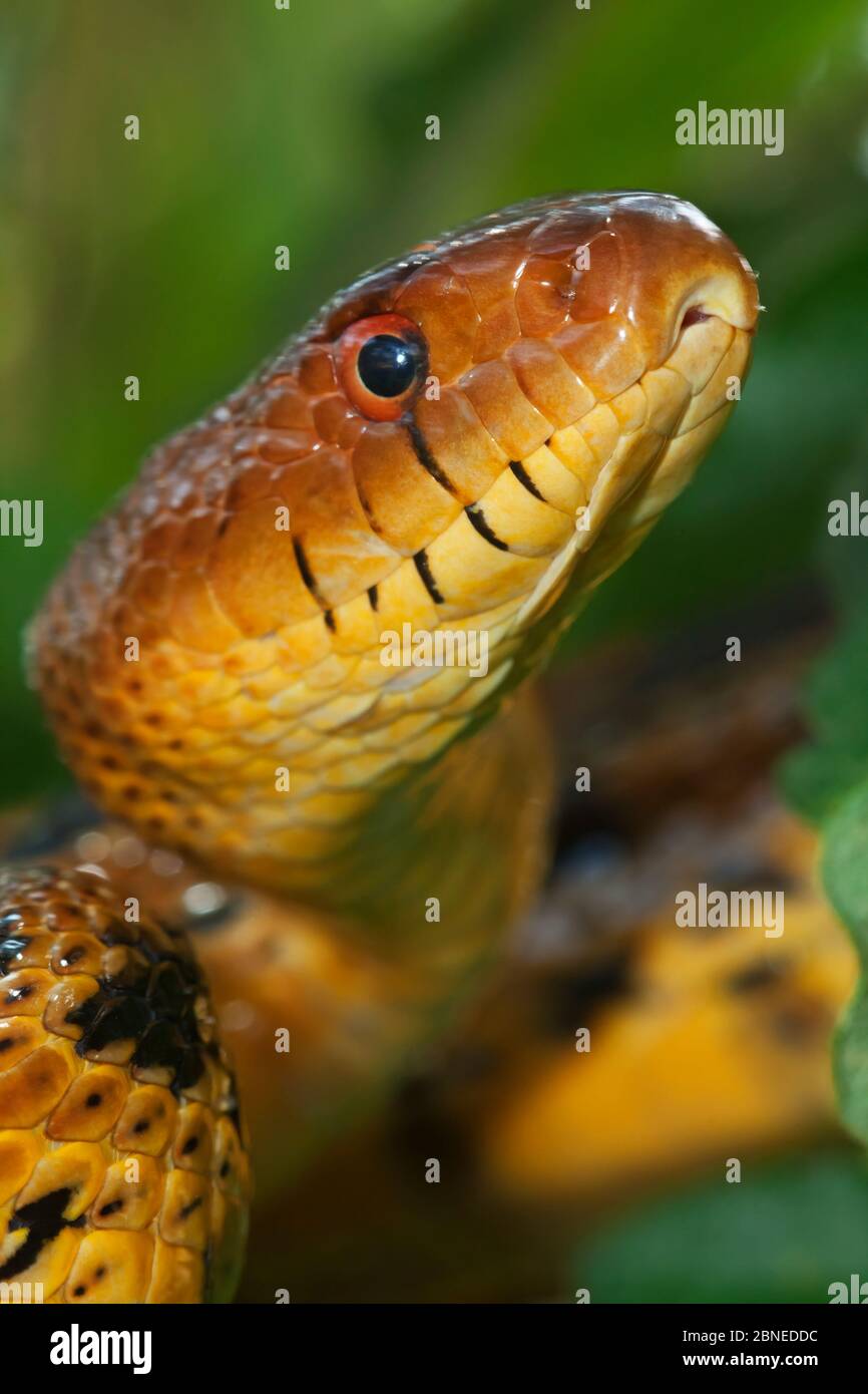 Pituophis deppei hi-res stock photography and images - Alamy