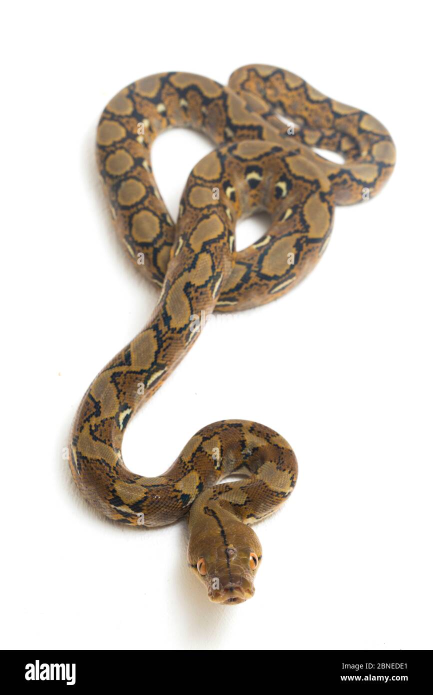 Reticulated Python (Python reticulatus) isolated on white background ...