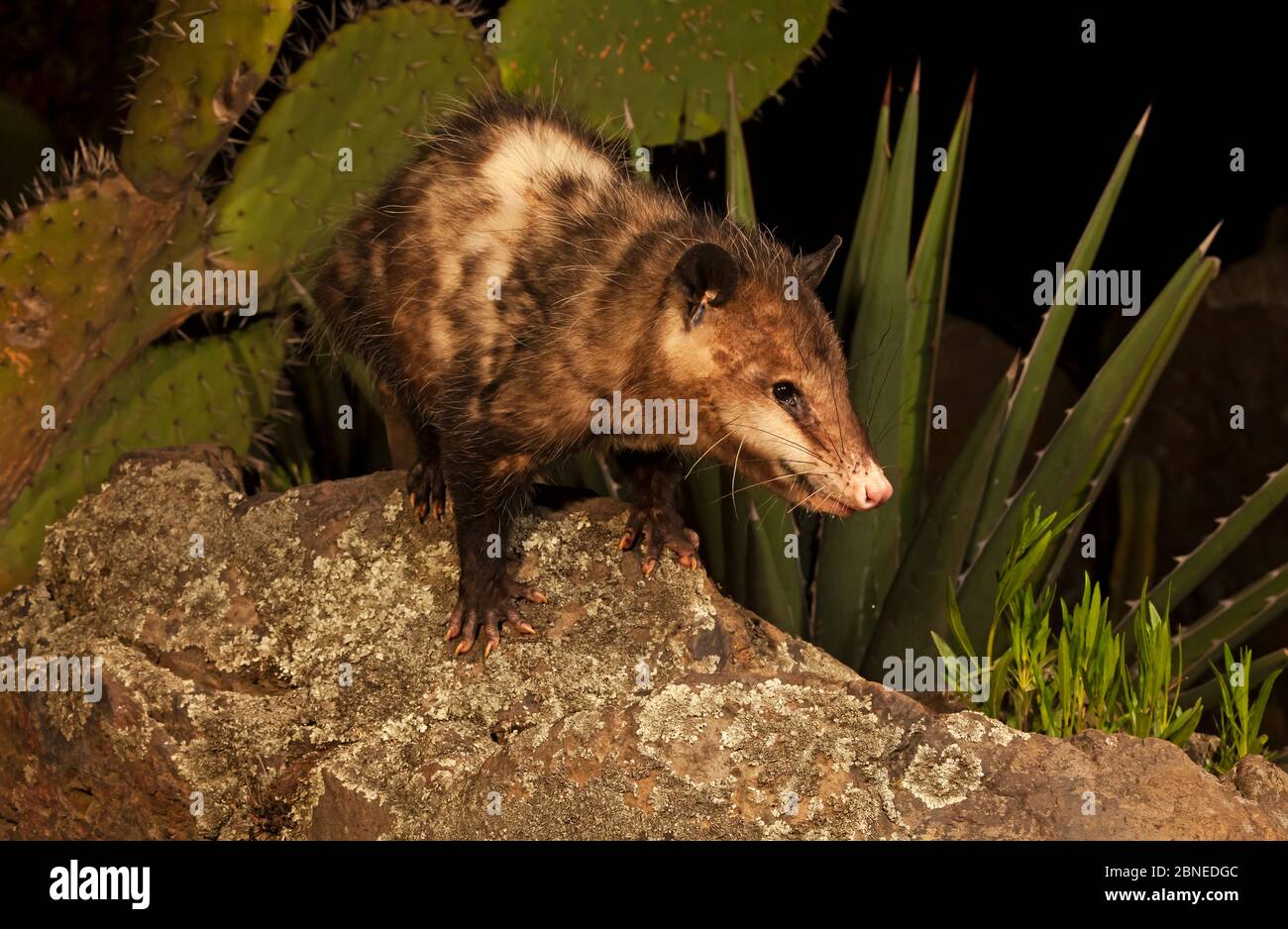 Virginia opossum (Didelphis virginiana), Milpa Alta Forest, Mexico ...
