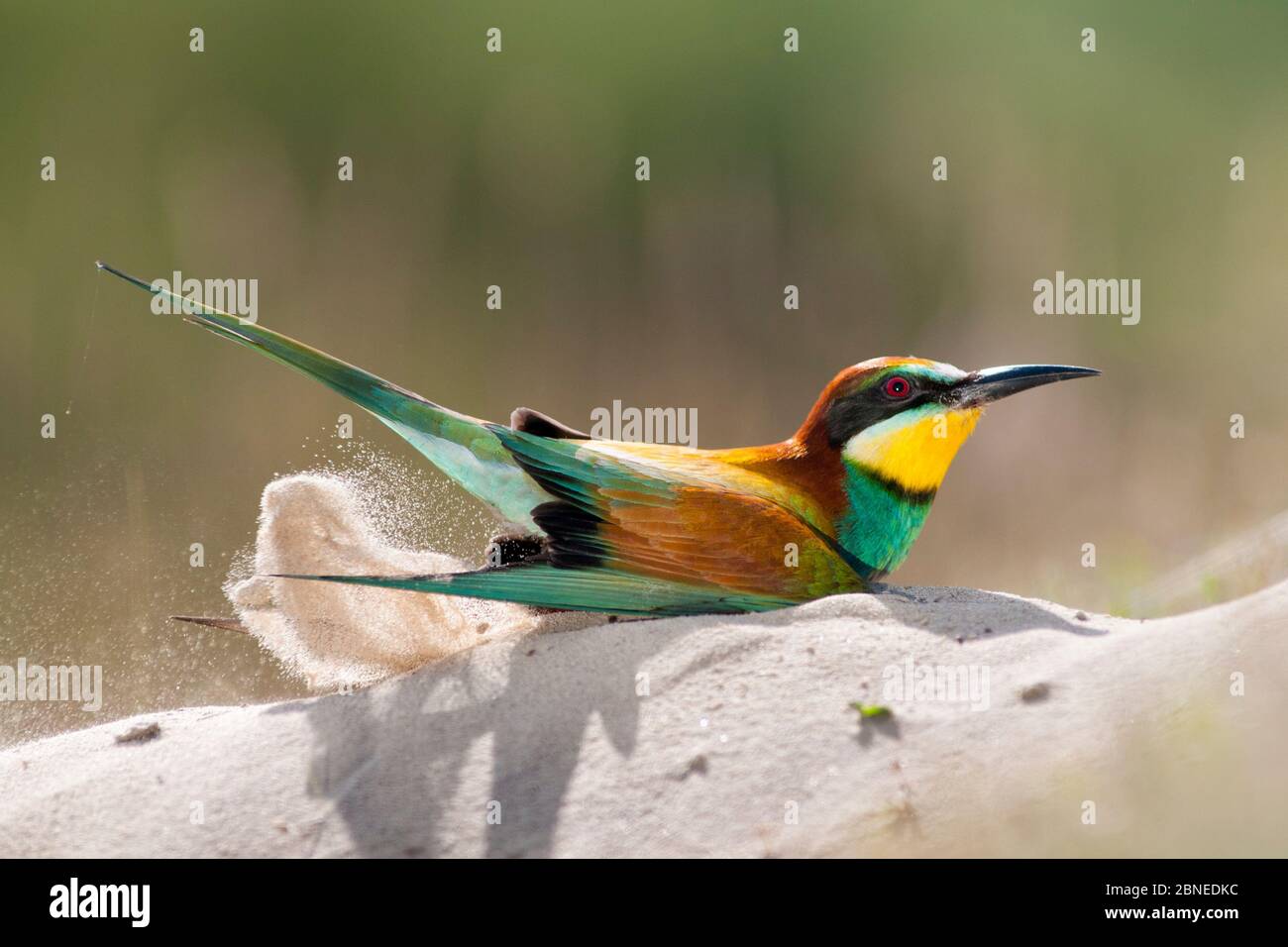 Eurasian bee eater (Merops apiaster) dust bathing in sand, Pusztaszer ...