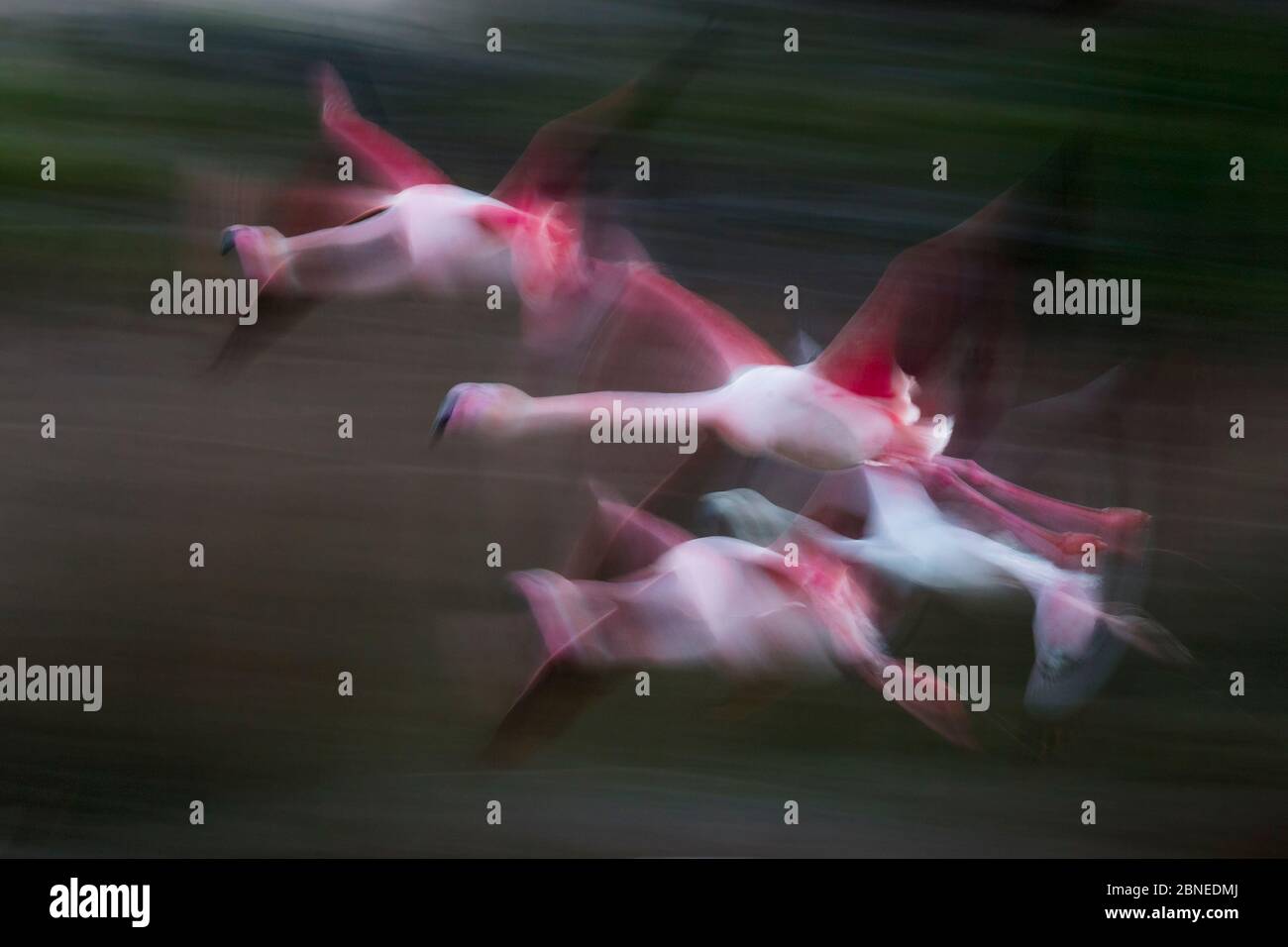 Great flamingo (Phoenicopterus roseus) group in flight, Pont De Gau ...