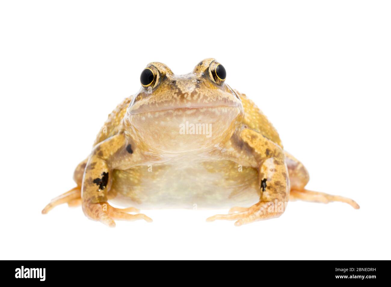 Common frog (Rana temporaria) female, The Netherlands, September ...