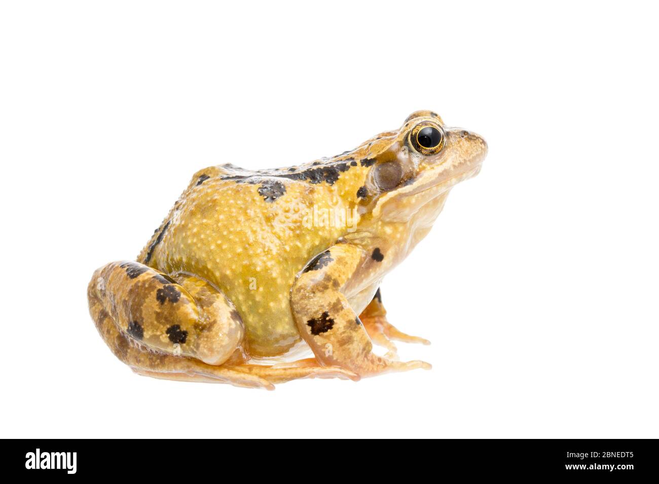 Common frog (Rana temporaria) female, The Netherlands, September ...