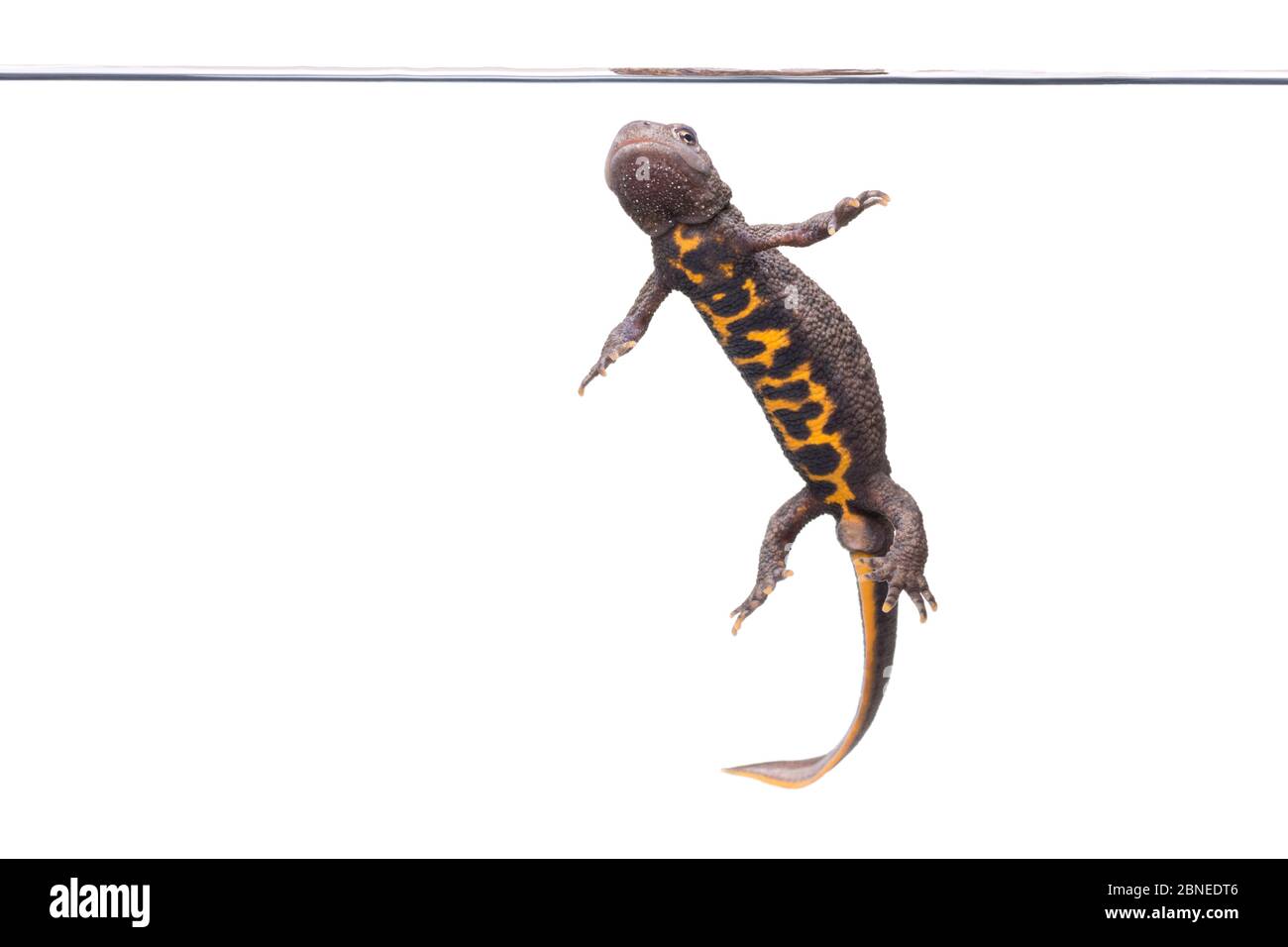Italian crested newt (Triturus carnifex) female, The Netherlands, April ...