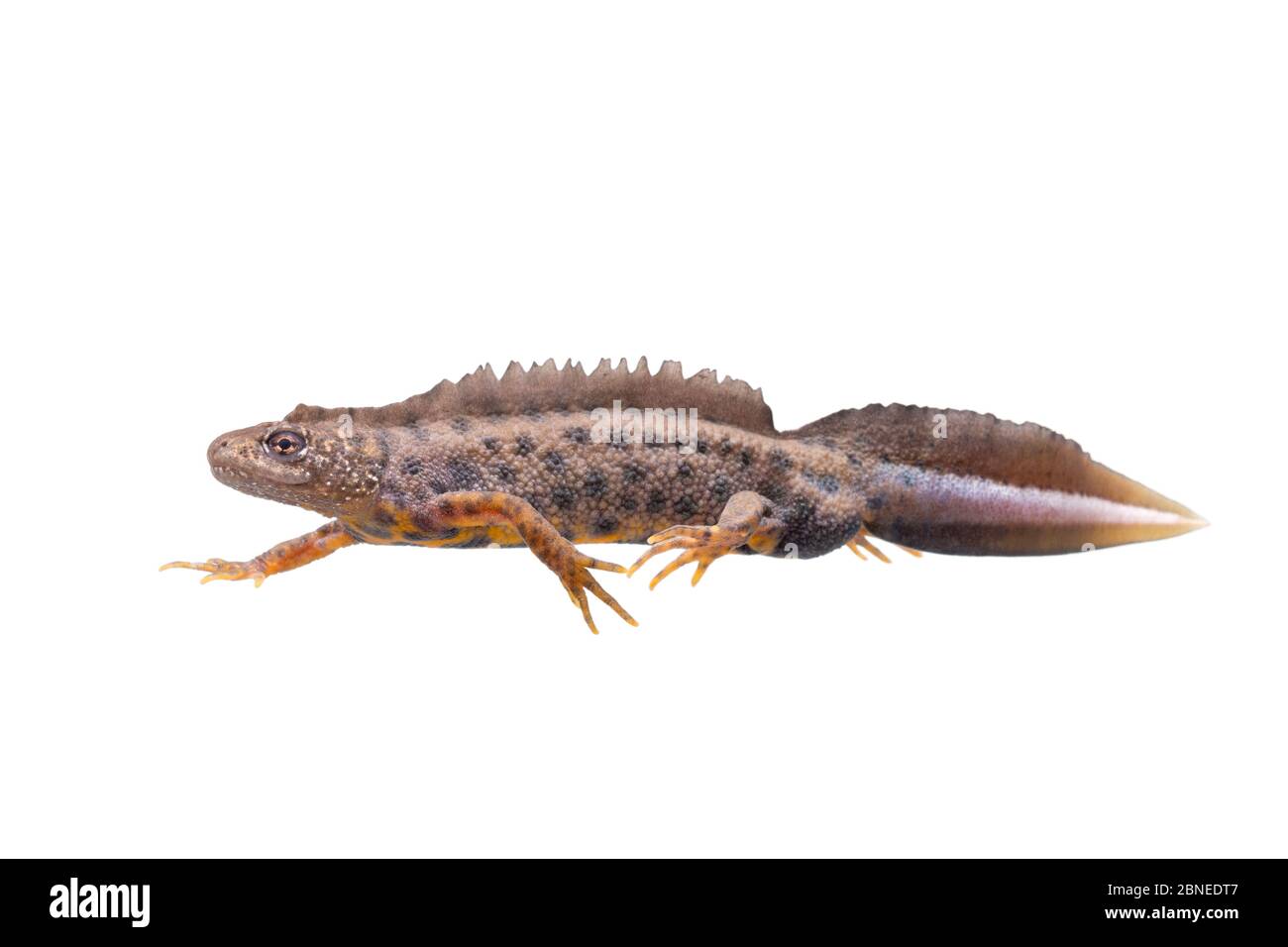 Italian crested newt (Triturus carnifex) male swimming, The Netherlands ...