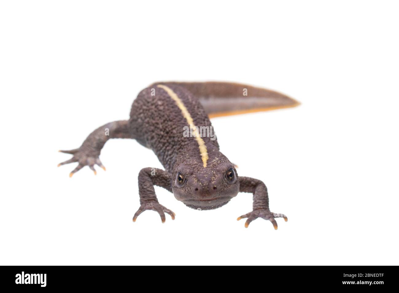 Italian crested newt (Triturus carnifex) female, The Netherlands, April ...