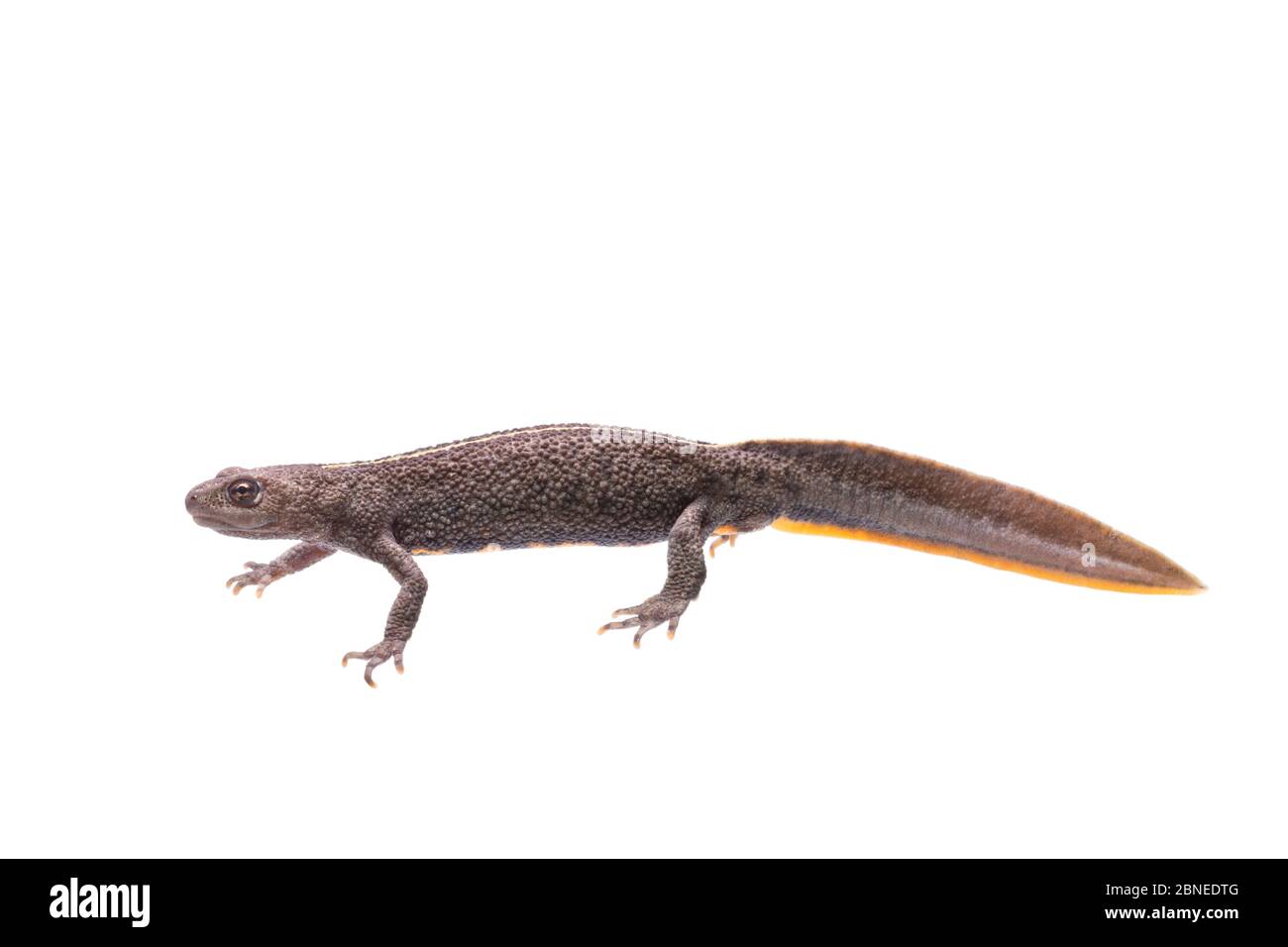 Italian crested newt (Triturus carnifex) female, The Netherlands, April ...