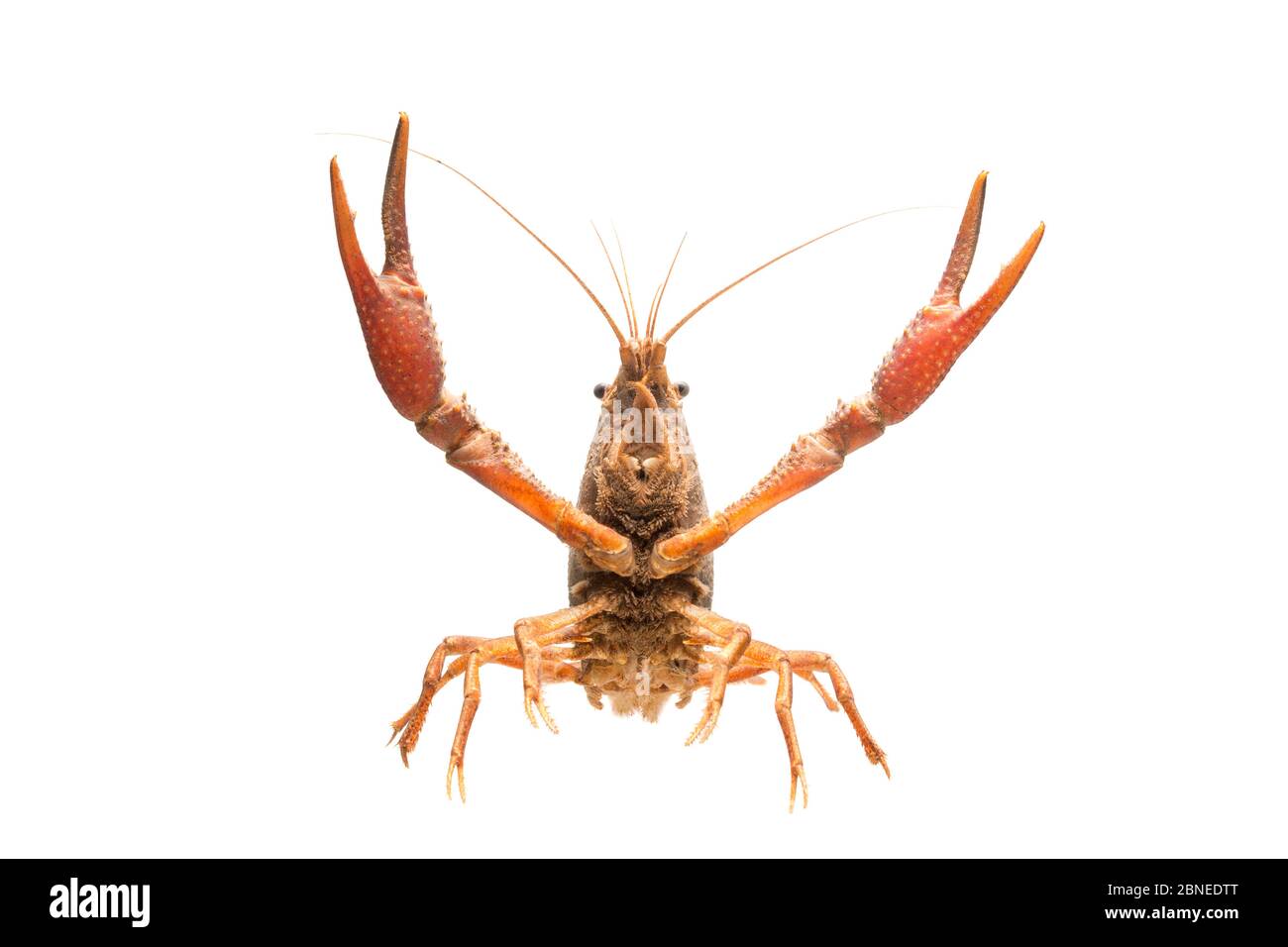 Crayfish claws hi-res stock photography and images - Alamy Crayfish claws hi-res stock photography and images - Alamy