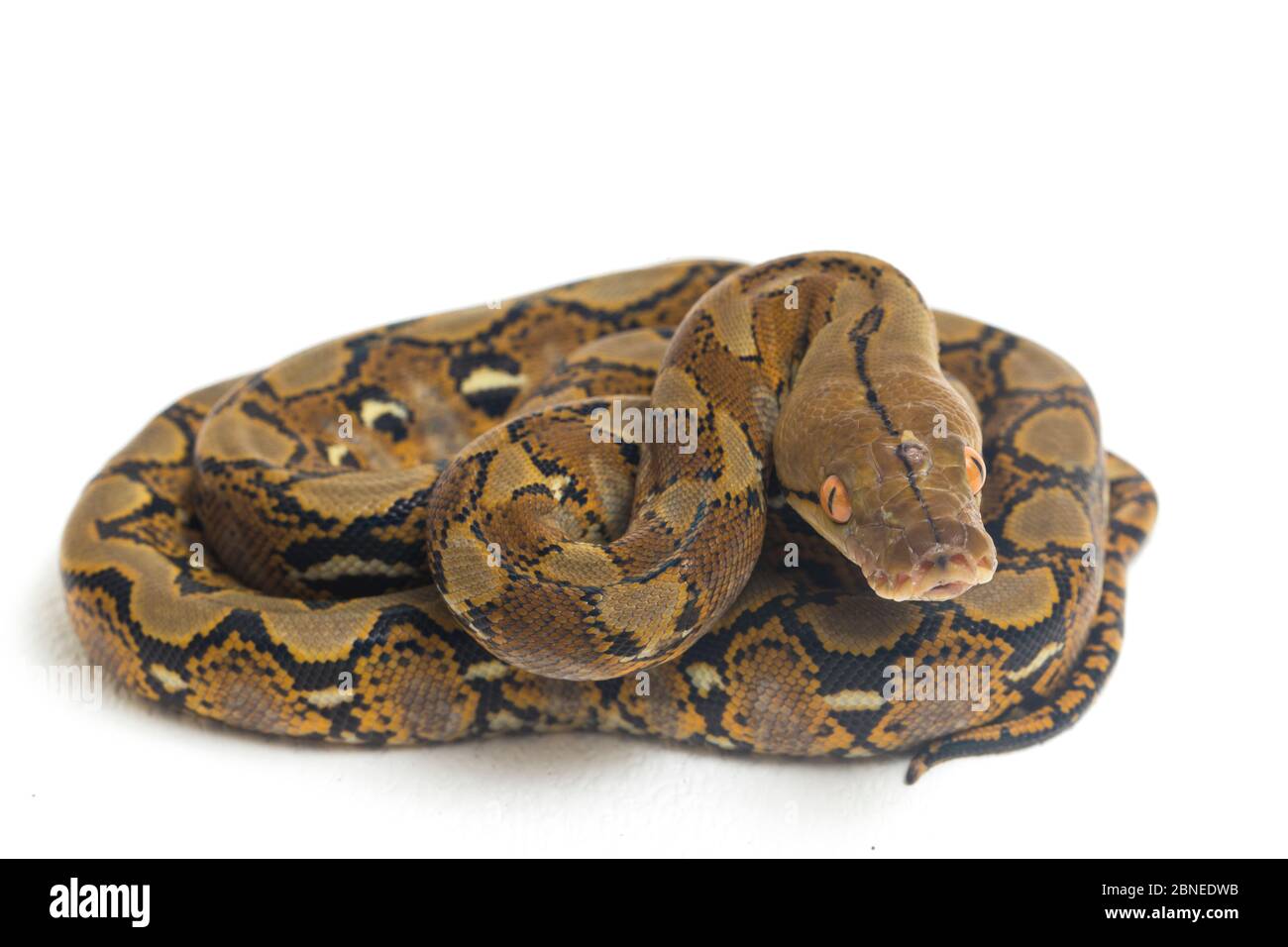 Reticulated Python (Python reticulatus) isolated on white background ...