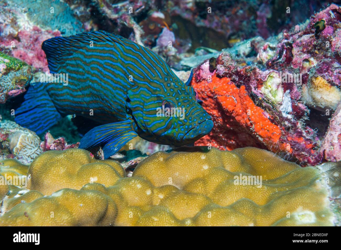 Cephalopholis formosa bluelined grouper hi-res stock photography and ...