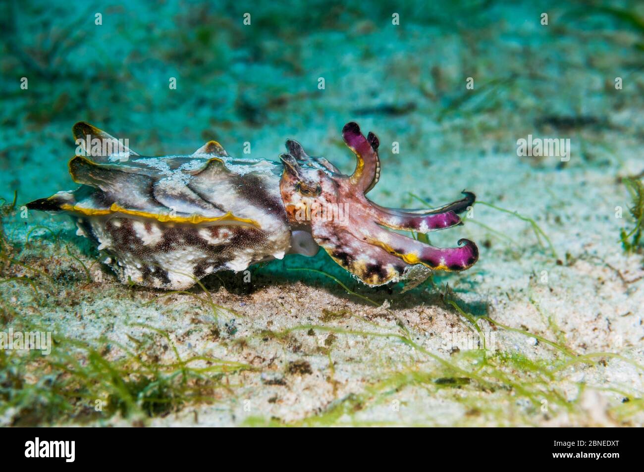 Pfeffers flamboyant cuttlefish metasepia pfefferi hi-res stock ...