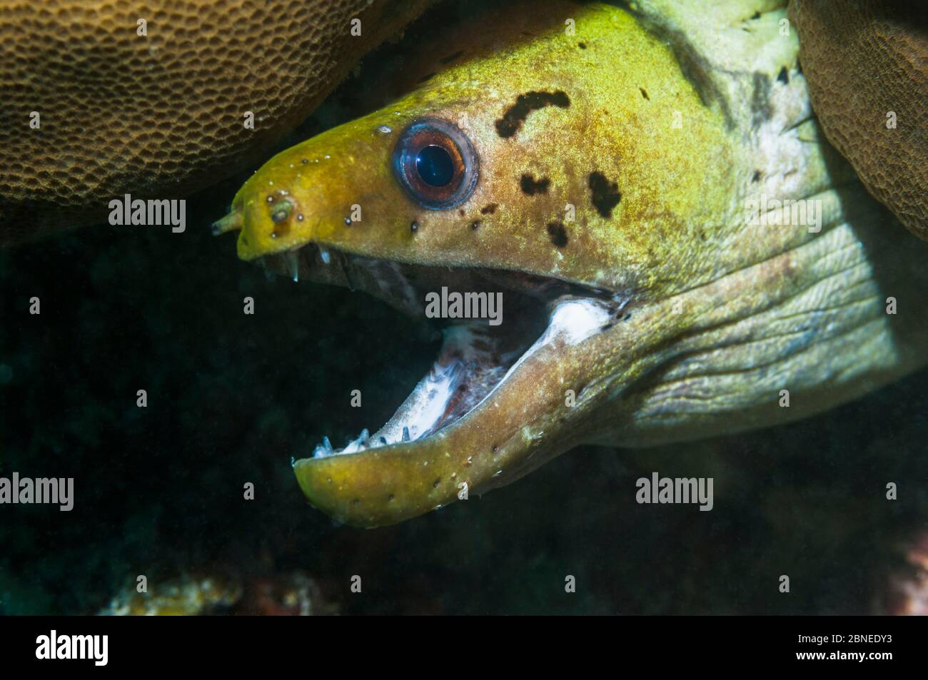 Fimbrated moray eel (Gymnothorax fimbriatus) Mabul, Malaysia Stock ...