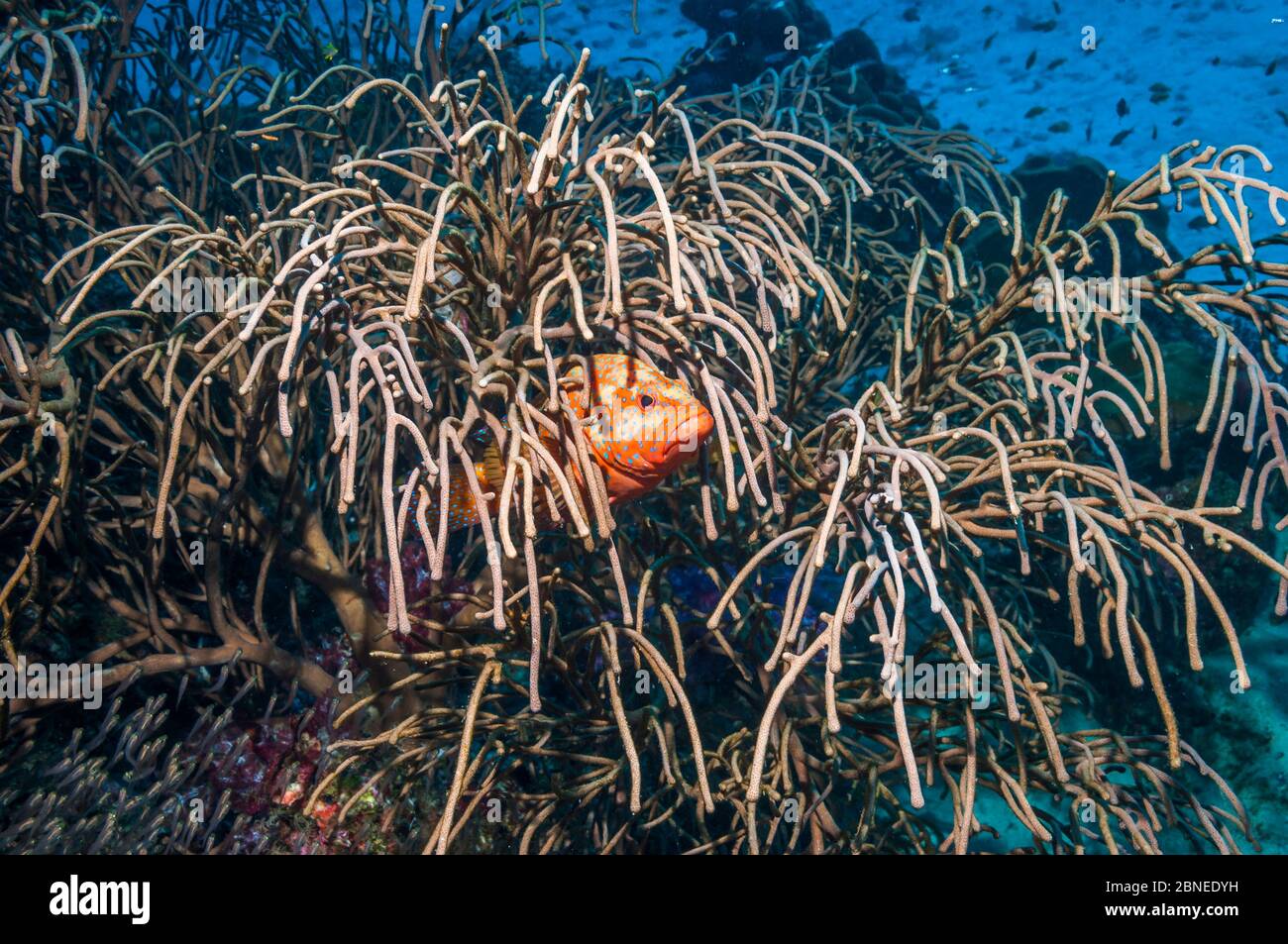Rumphella sp hi-res stock photography and images - Alamy