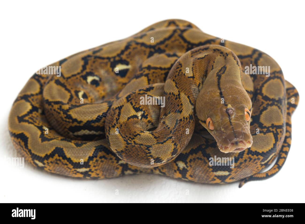 Reticulated Python (Python reticulatus) isolated on white background ...
