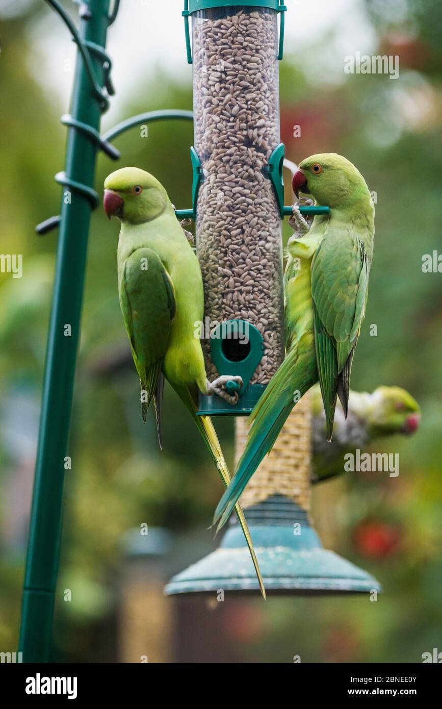 Afro asian parakeet species hi-res stock photography and images - Alamy