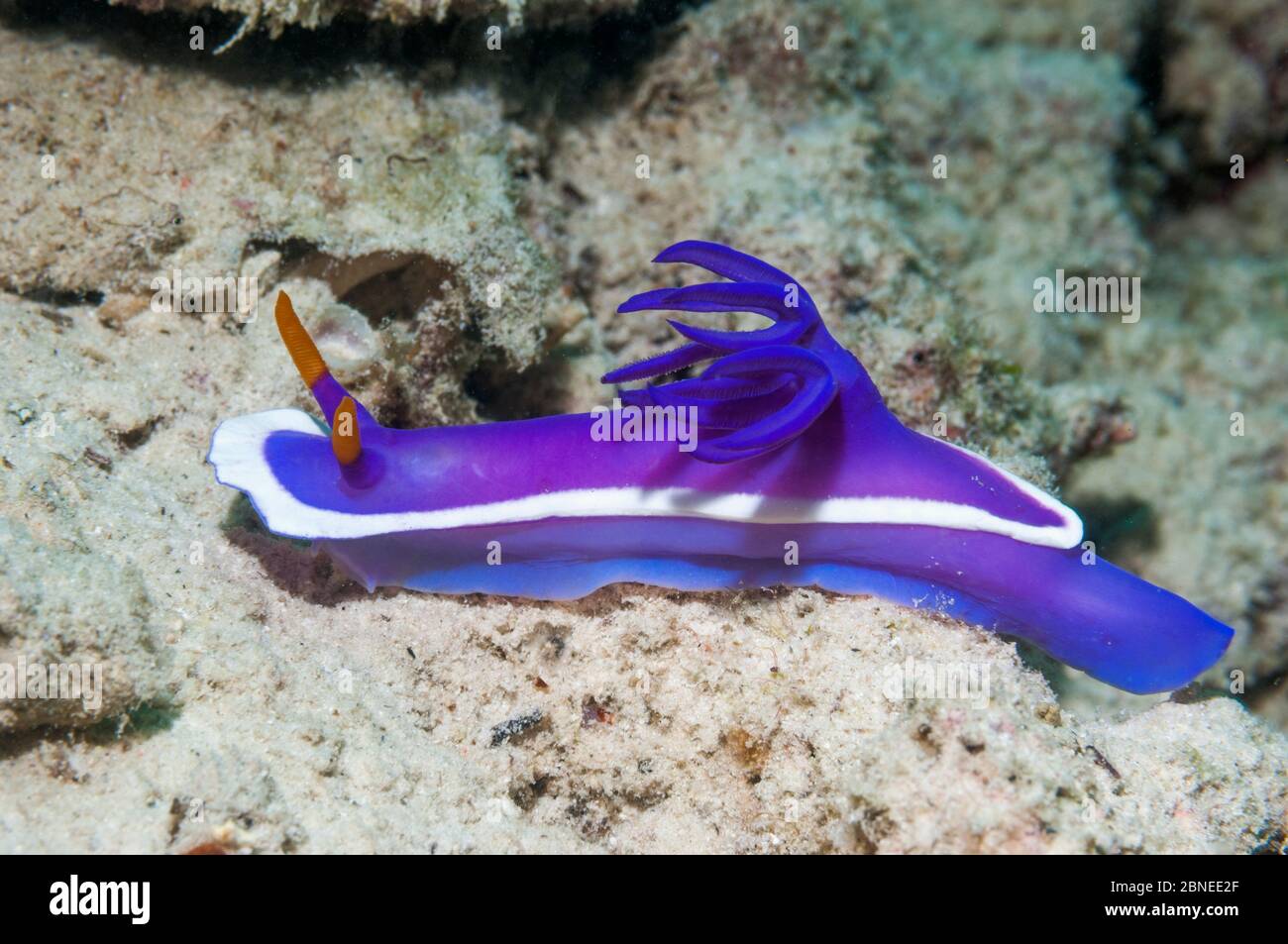Chromadoris bullocki hi-res stock photography and images - Alamy