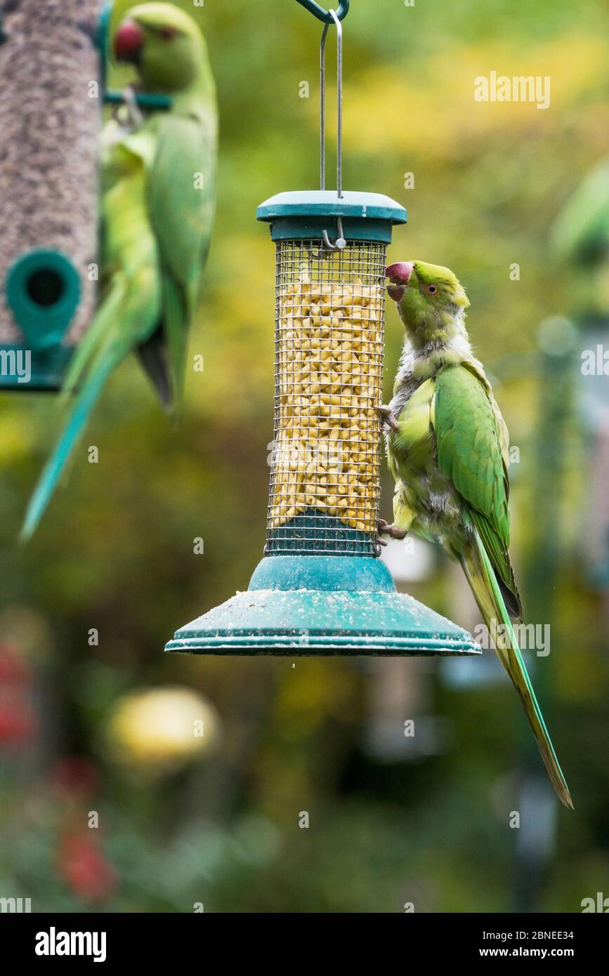 Afro asian parakeet species hi-res stock photography and images - Alamy