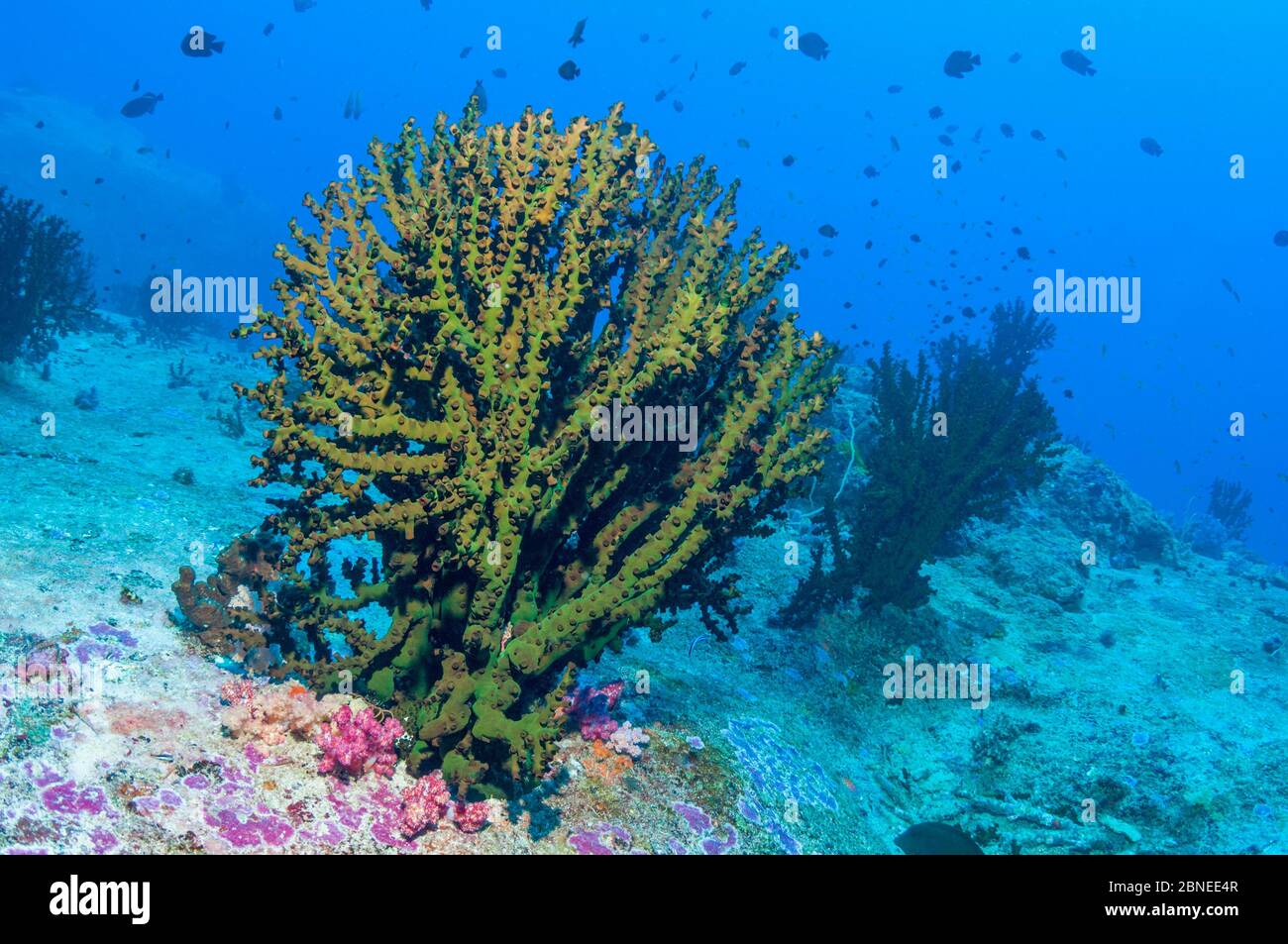 Black Tree Coral (Tubastrea micranthus), Dendrophylliida growing on a ...
