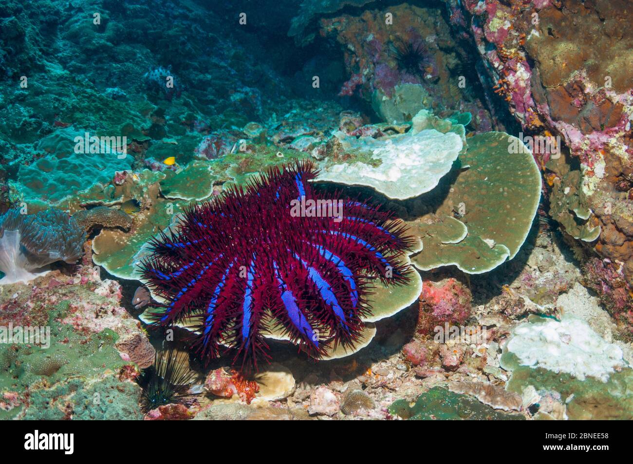 Crown-of-thorns starfish (Acanthaster planci) next to a patch of coral ...