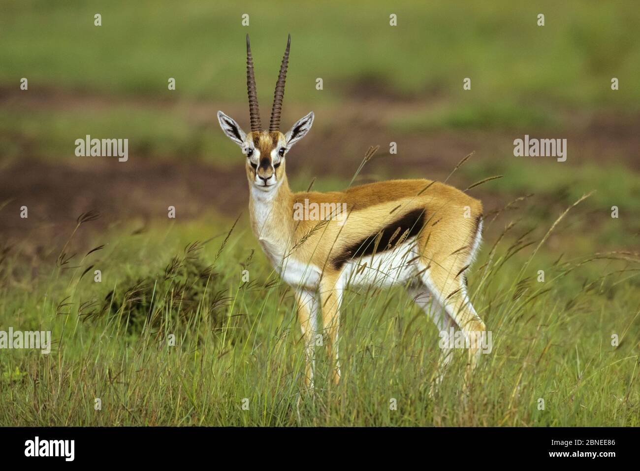 Thomson's gazelle (Eudorcas thomsonii) male standing in grass, Masai ...
