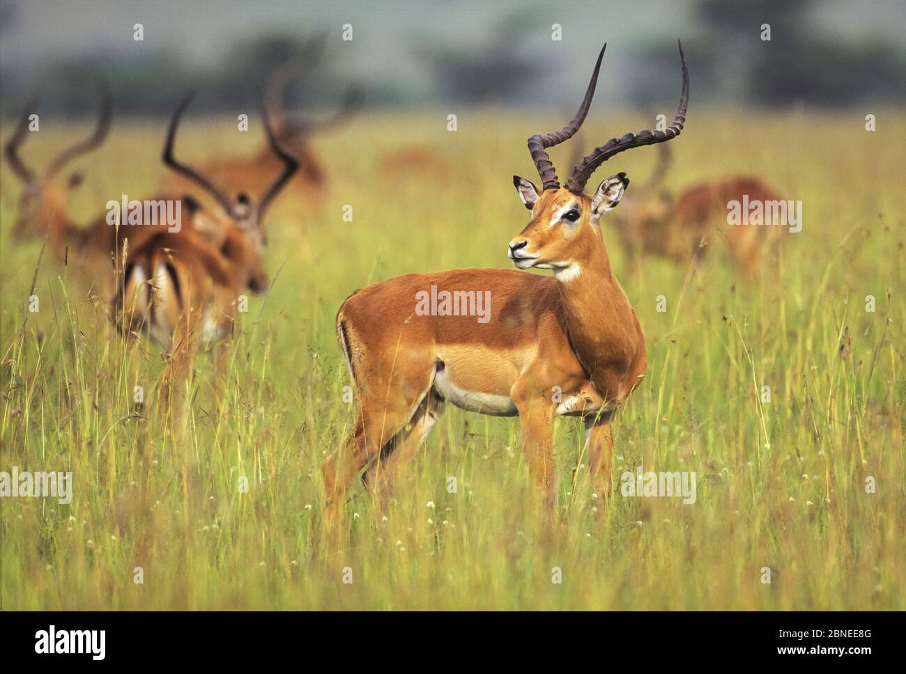 Impala (Aepyceros melampus) small herd on grassland, Masai Mara ...