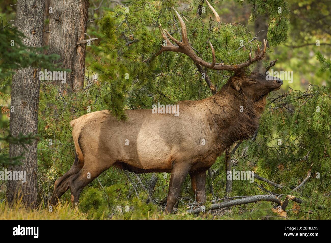 Elk (Cervus elaphus) bull rubbing against pine tree, Jasper National ...