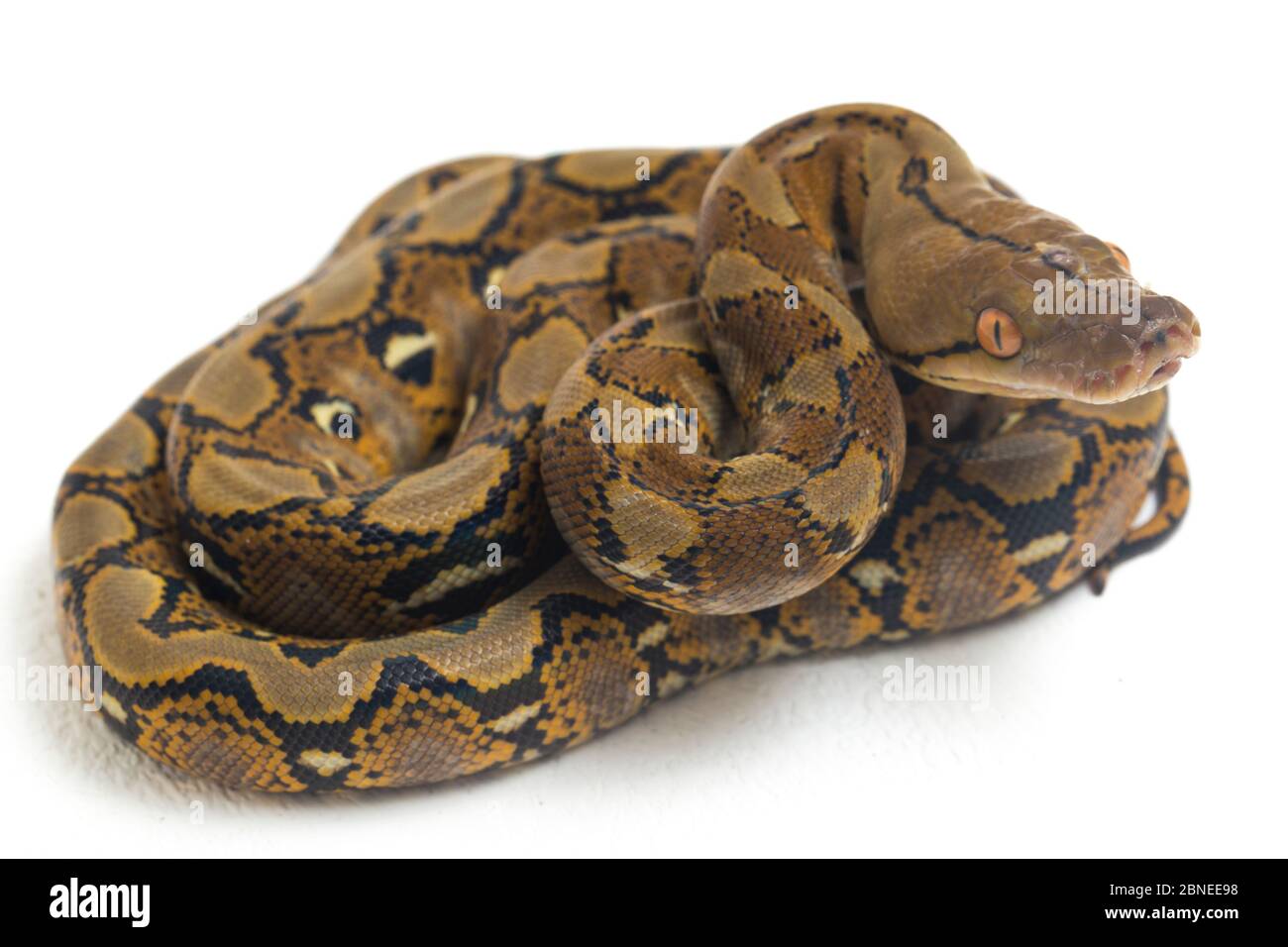 Reticulated Python (Python reticulatus) isolated on white background ...