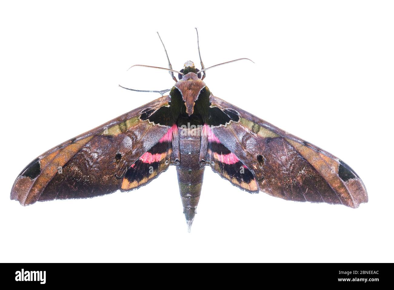 Hawk moth (Sphingidae) in the cloud forest, Mashpi, Ecuador ...
