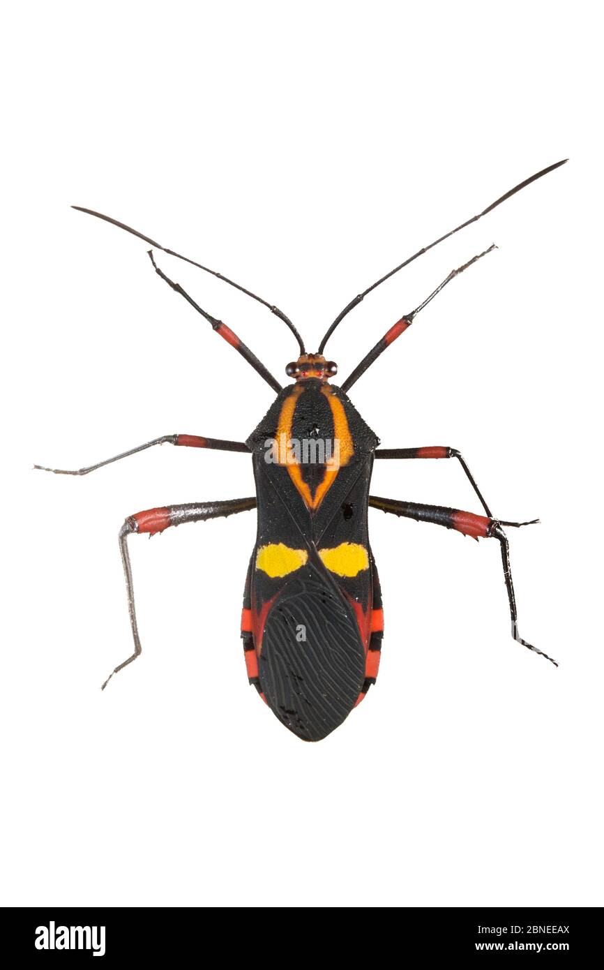 Assasin bug (Reduviidae) from cloud forest, Mashpi, Ecuador ...