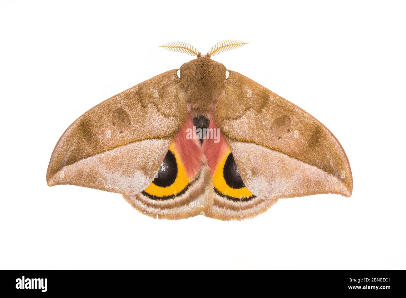 Warning signal hi-res stock photography and images - Alamy