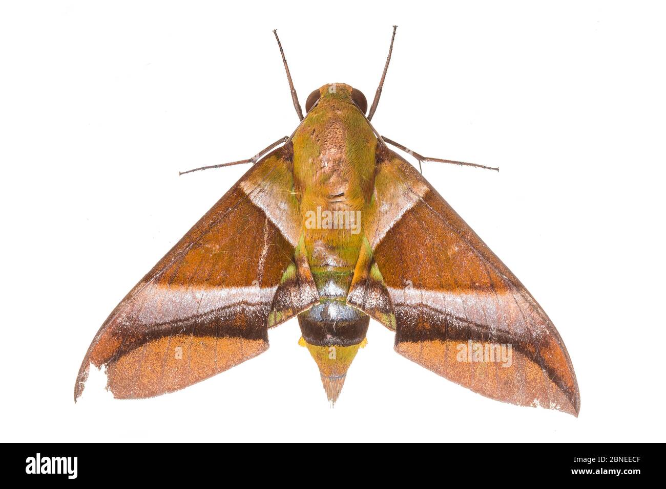 Hawk moth (Sphingidae) in the cloud forest, Mashpi, Ecuador ...