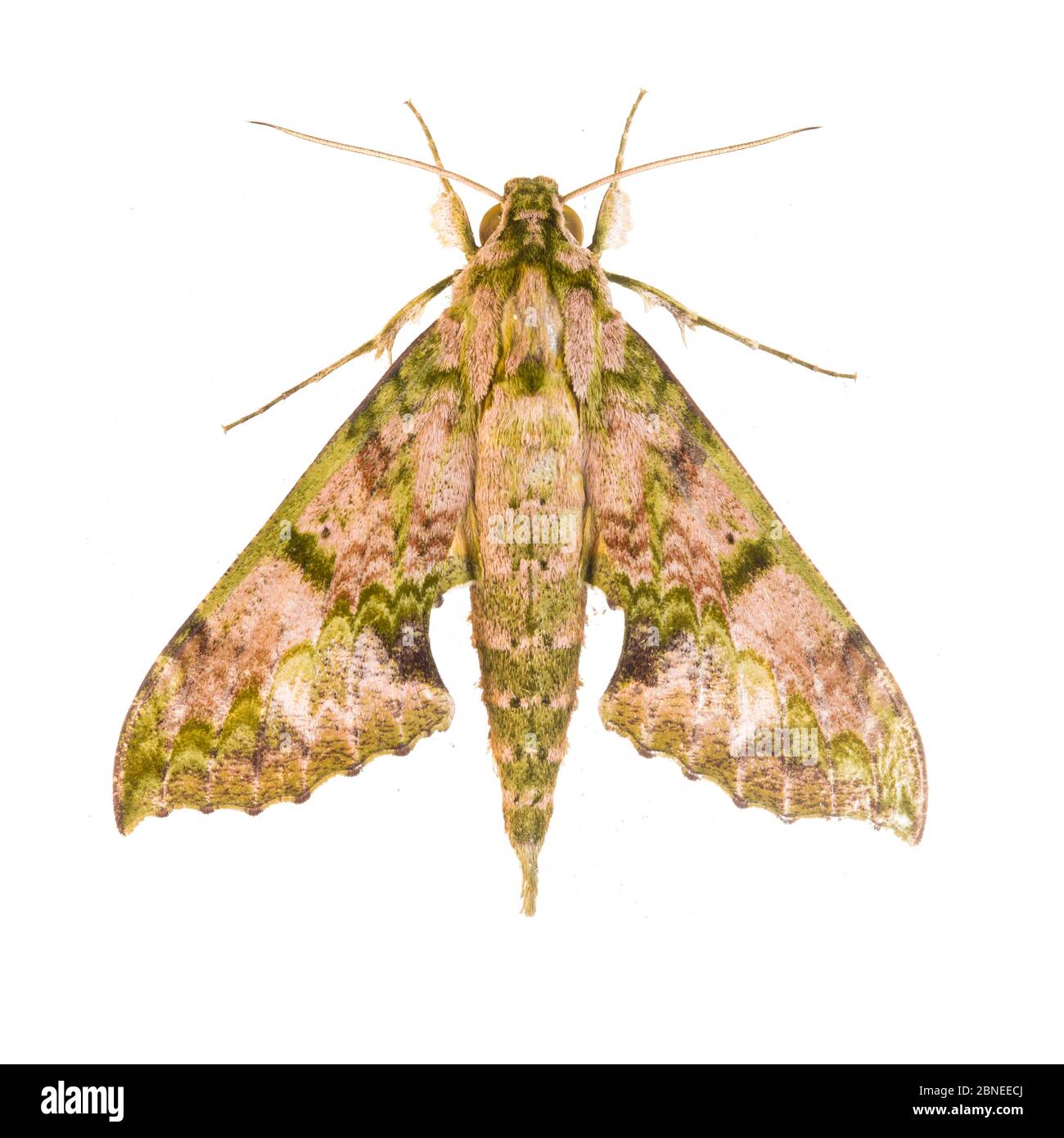 Hawk moth (Sphingidae) in the cloud forest, Mashpi, Ecuador ...