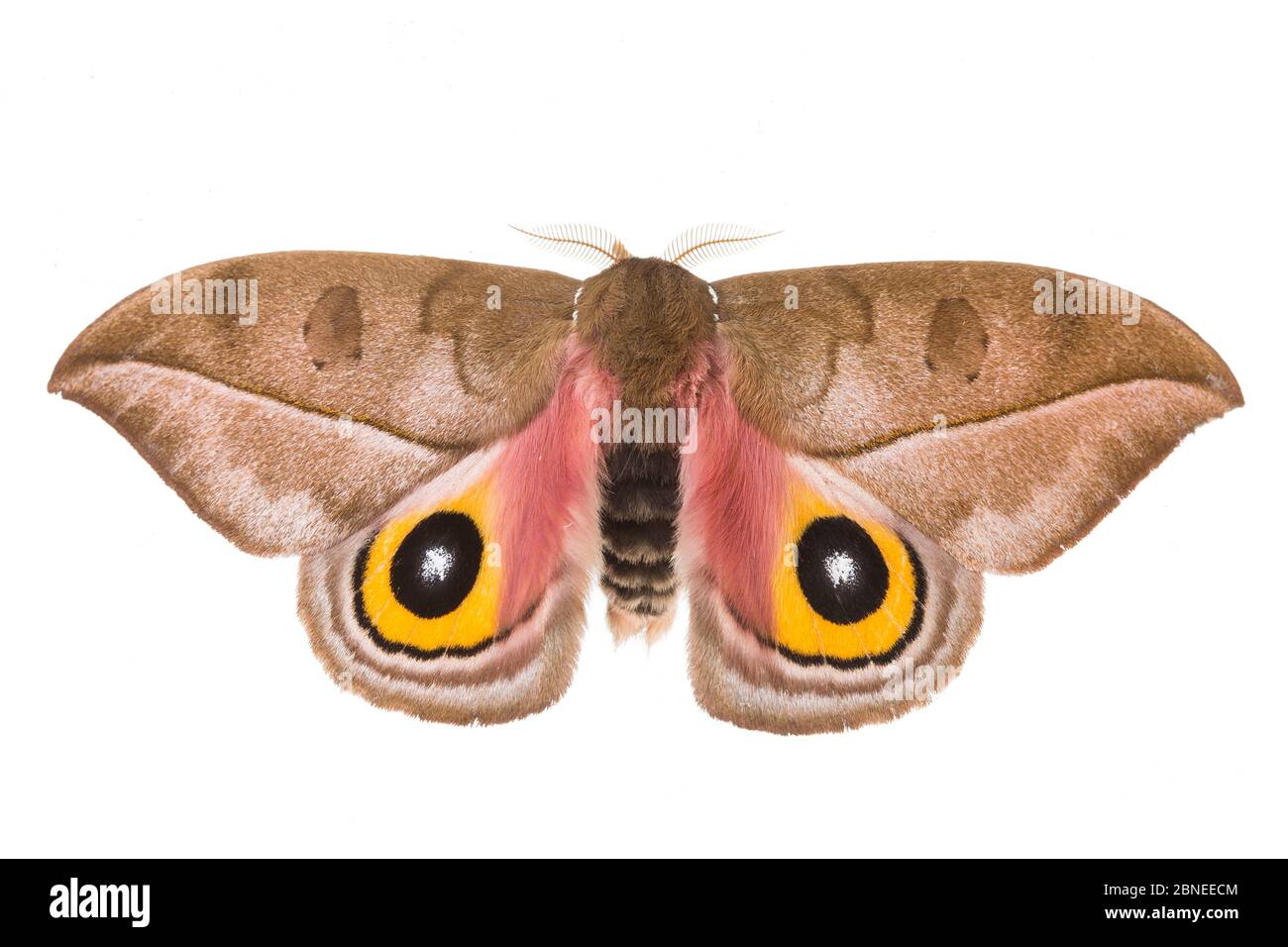 Zephyr eyed silkmoth hi-res stock photography and images - Alamy