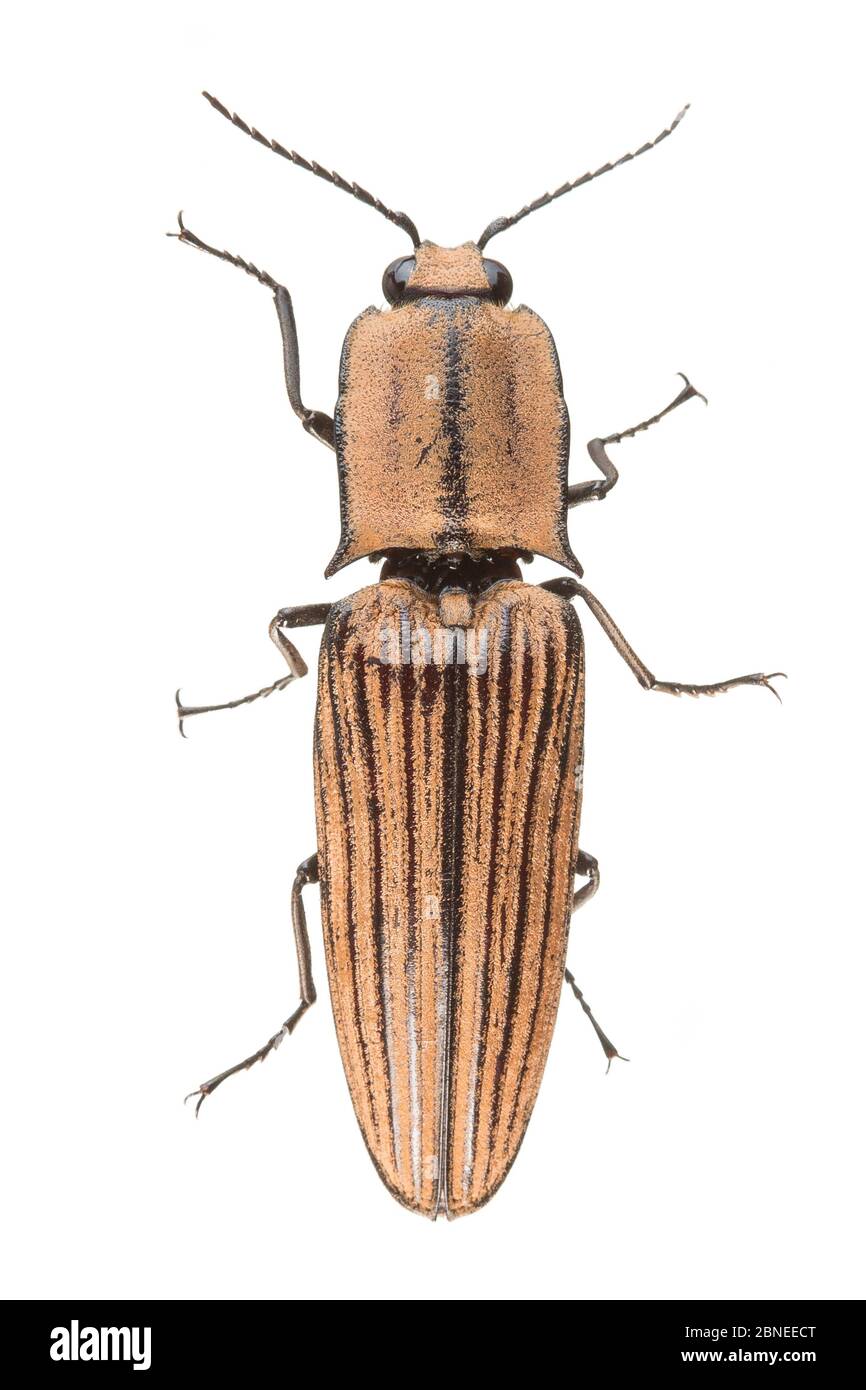 Snapping beetle hi-res stock photography and images - Alamy