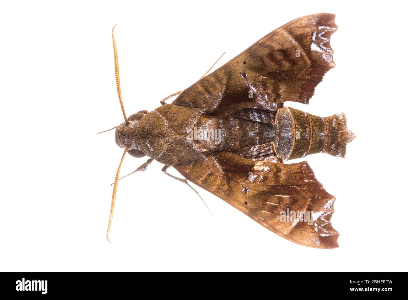 Hawk moth (Sphingidae) in the cloud forest, Mashpi, Ecuador ...