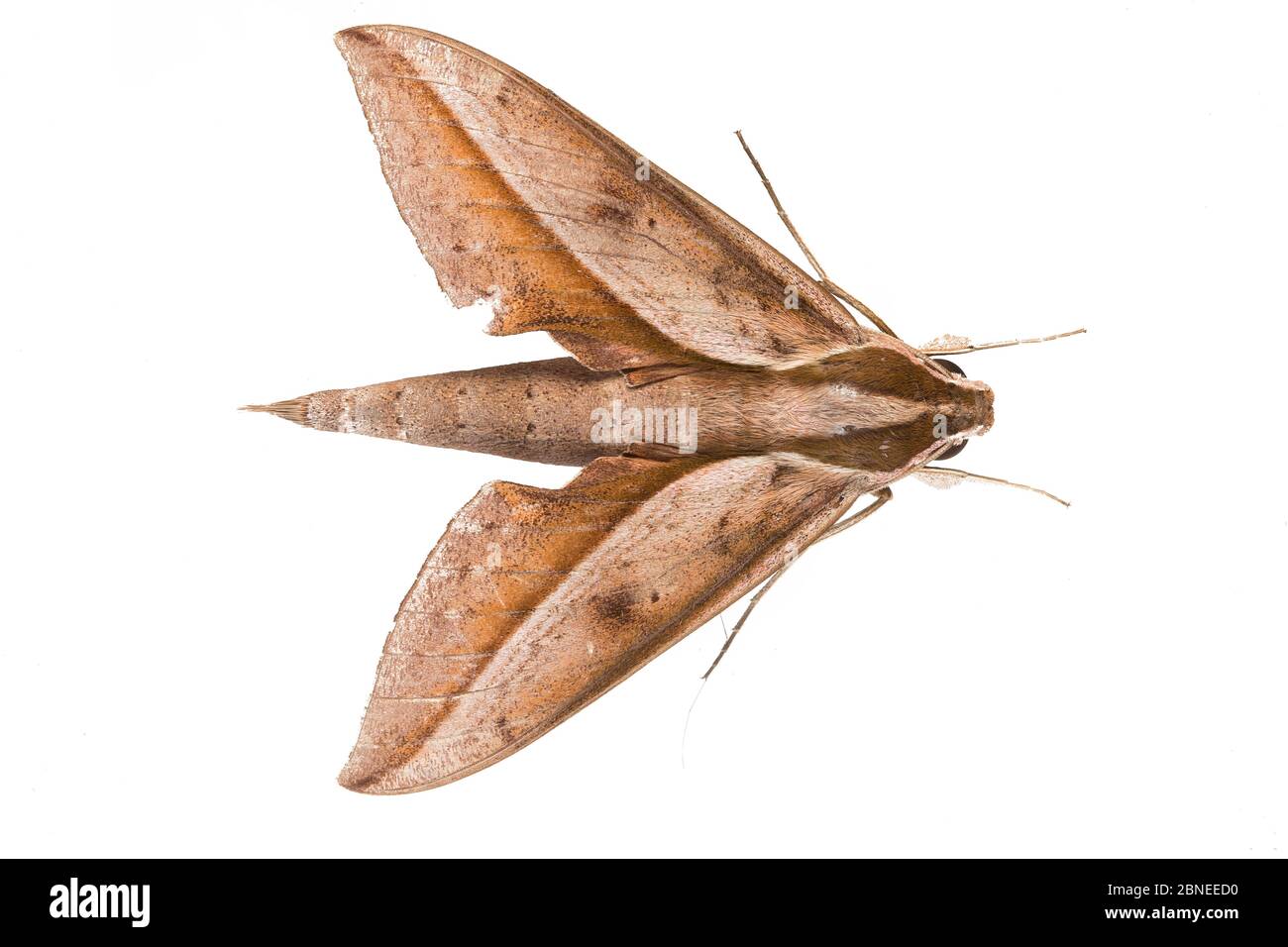Hawk moth (Sphingidae) in the cloud forest, Mashpi, Ecuador ...
