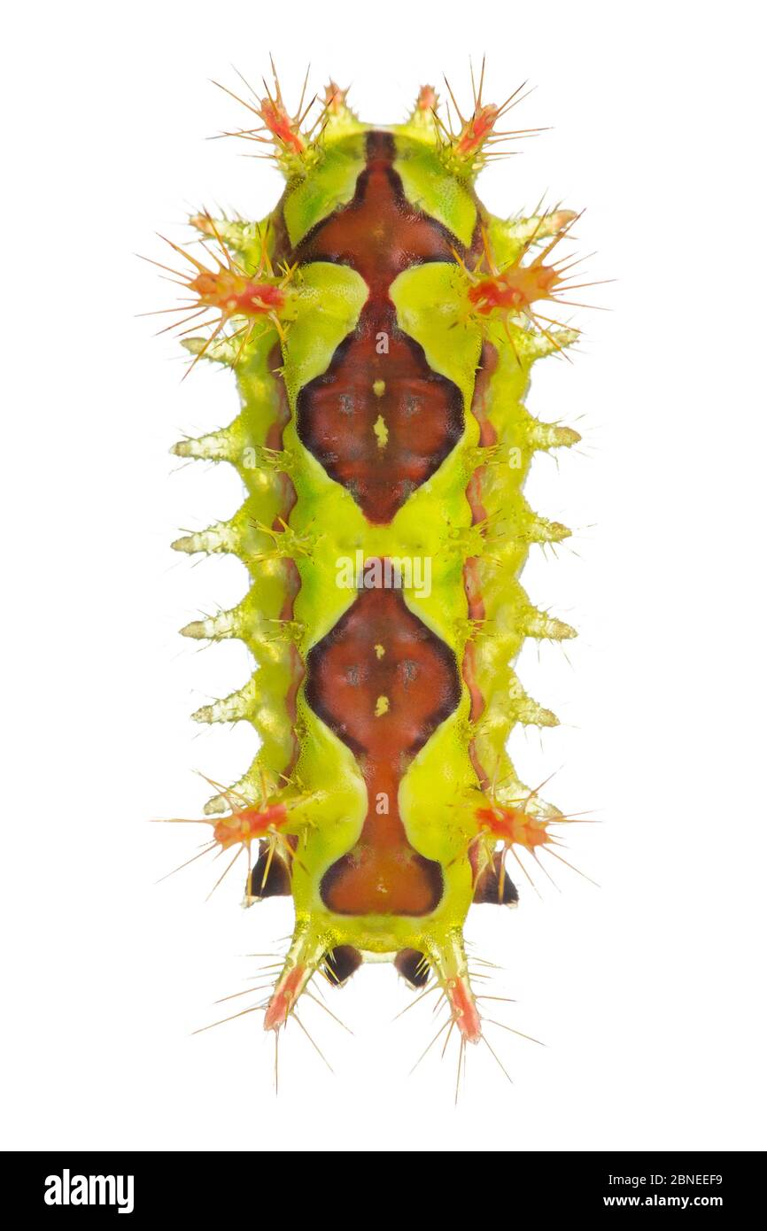 Limacodidae hi-res stock photography and images - Alamy