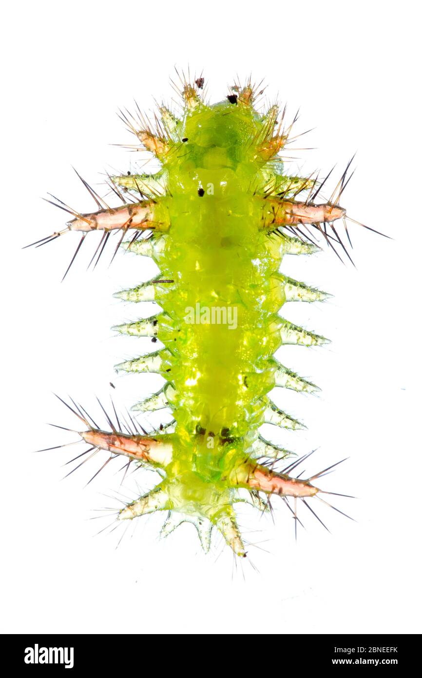 Limacodidae hi-res stock photography and images - Alamy