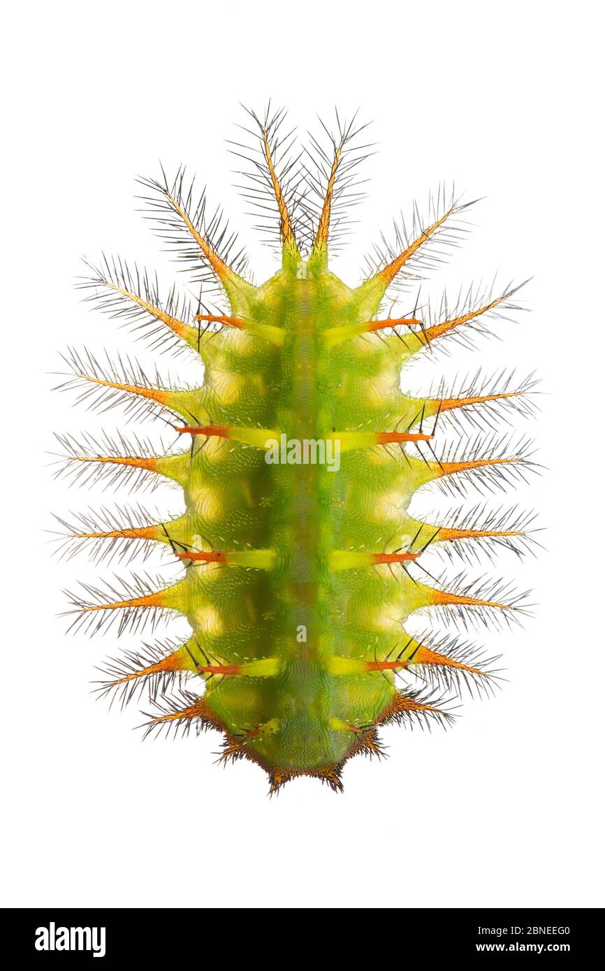 Limacodidae High Resolution Stock Photography and Images - Alamy