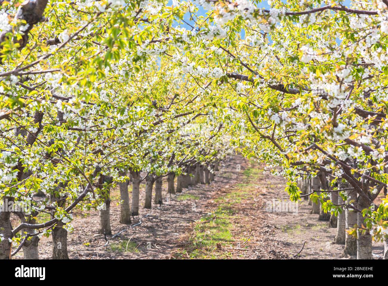 Row of orchard trees form beautiful canopy of cherry blossoms and ...