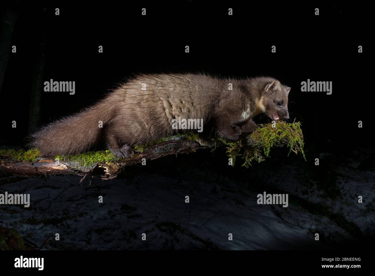 Rocket Raccoon Log Trap