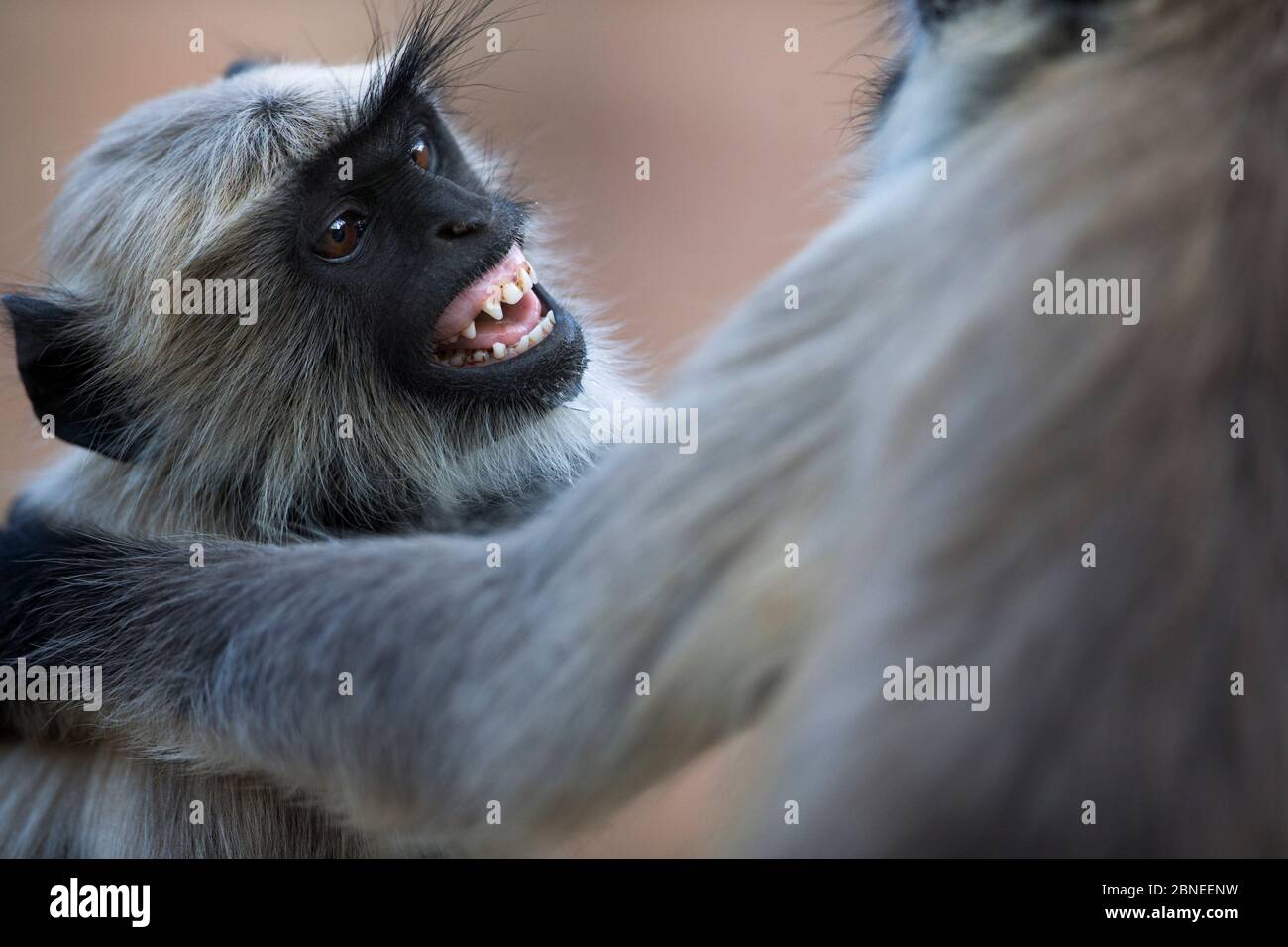 Southern plains grey langur / Hanuman langur (Semnopithecus dussumieri ...