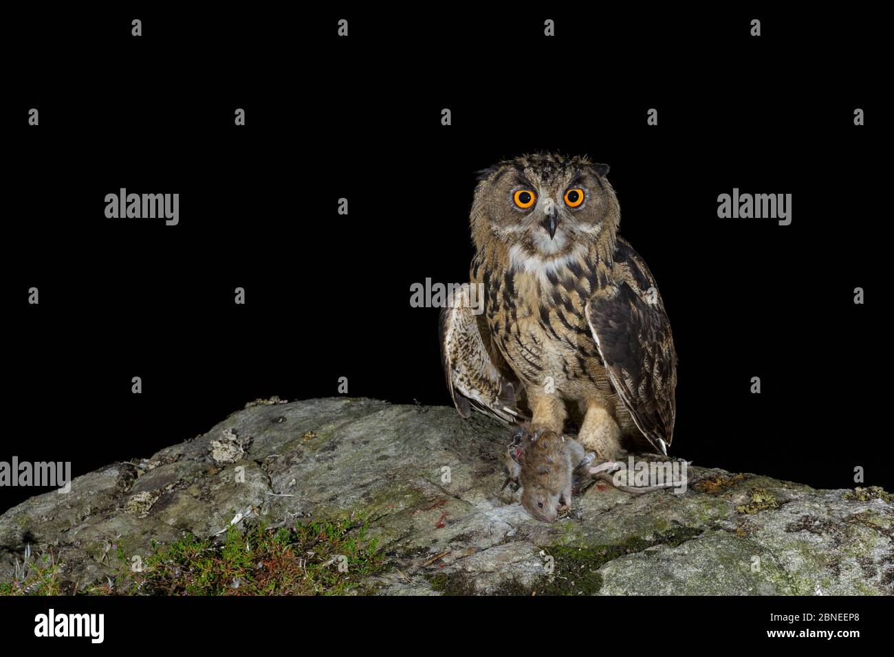 Rat owl hi-res stock photography and images - Alamy