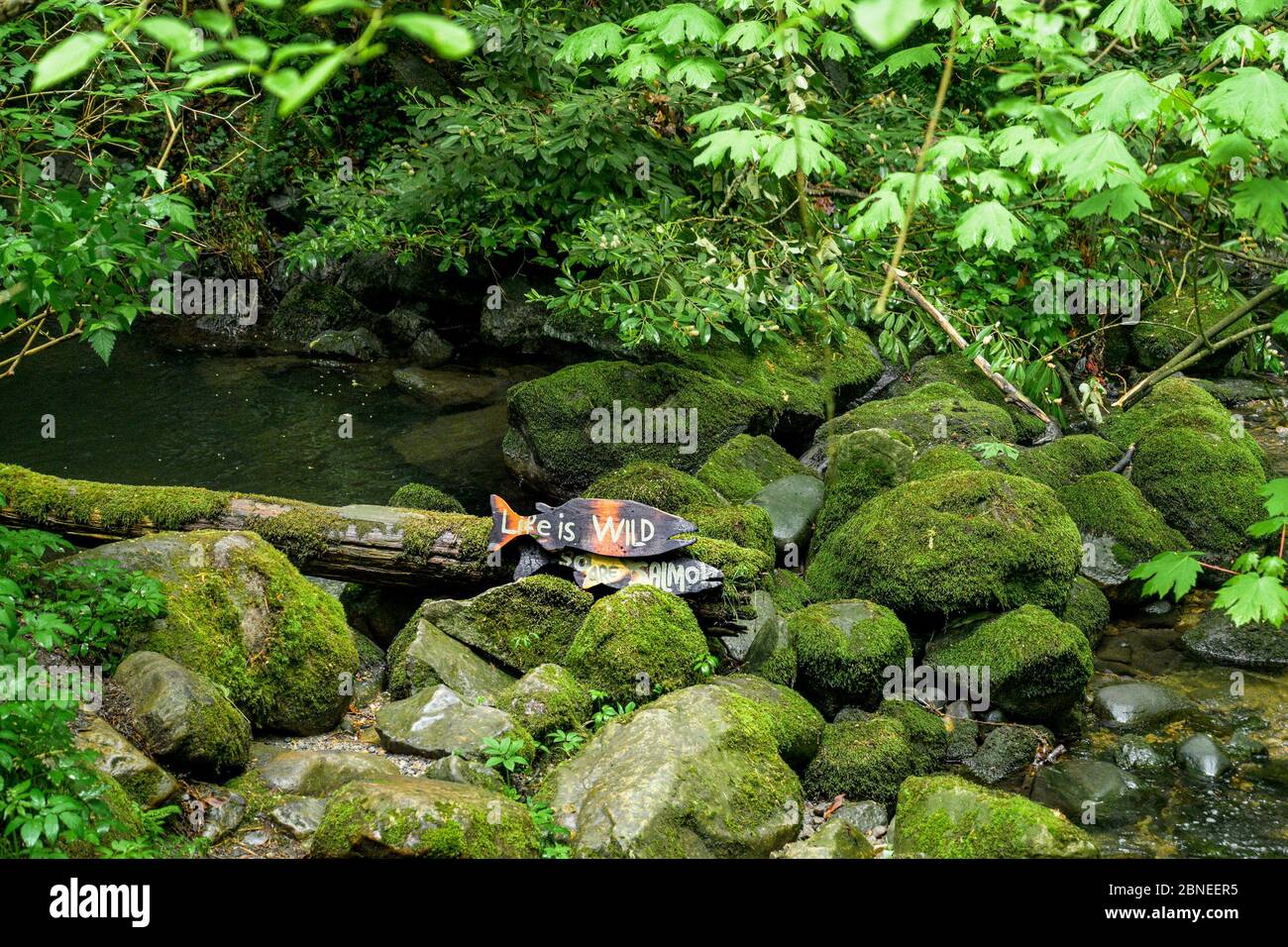 Wild salmon message, Wagg Creek, Mahon Park, North Vancouver, British ...