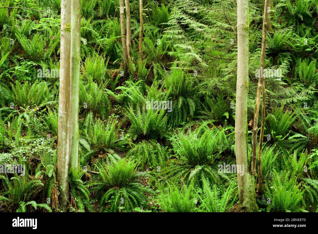 Western sword fern on ravine slope, Mahon Park, North Vancouver ...