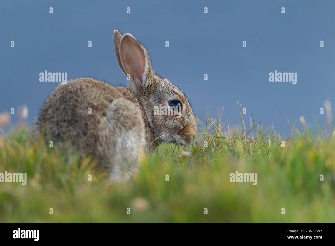 Rabbit islands scotland hi-res stock photography and images - Alamy