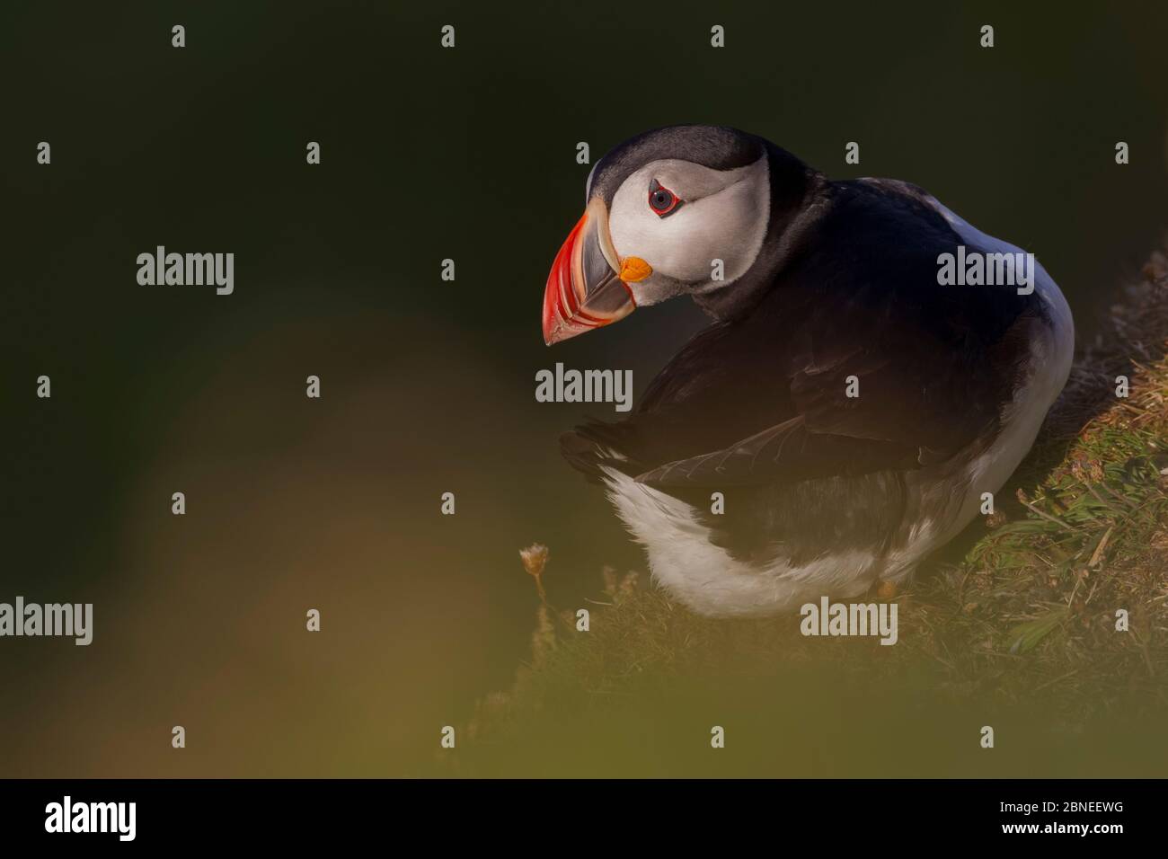 Atlantic Puffin (Fratercula arctica) at rest looking back over its body ...